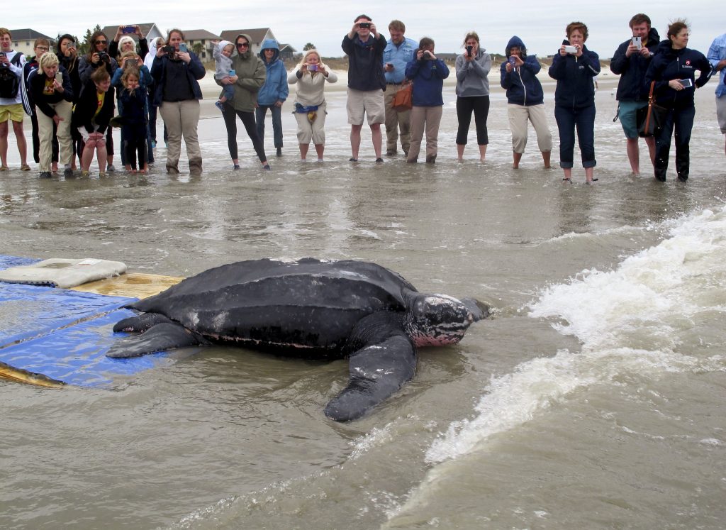 World’s largest sea turtle could come off ‘endangered’ list - Aruba Today