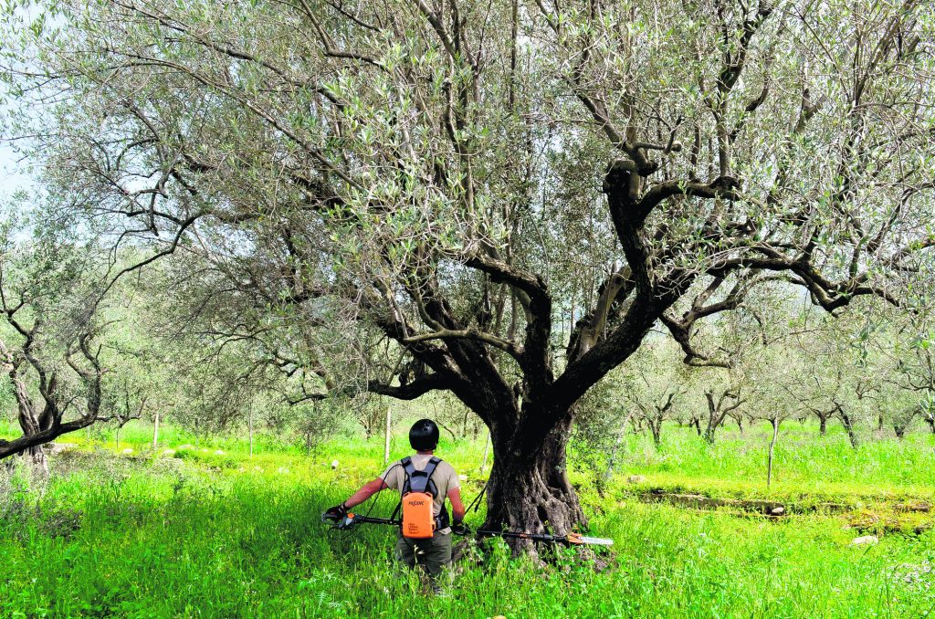 Pruning olive trees is a balance of art, lore and science – Aruba Today