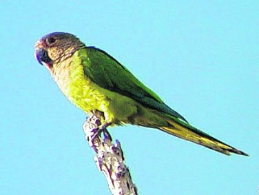Birds of Aruba; Caribbean Parakeet- Prikichi – Aruba Today