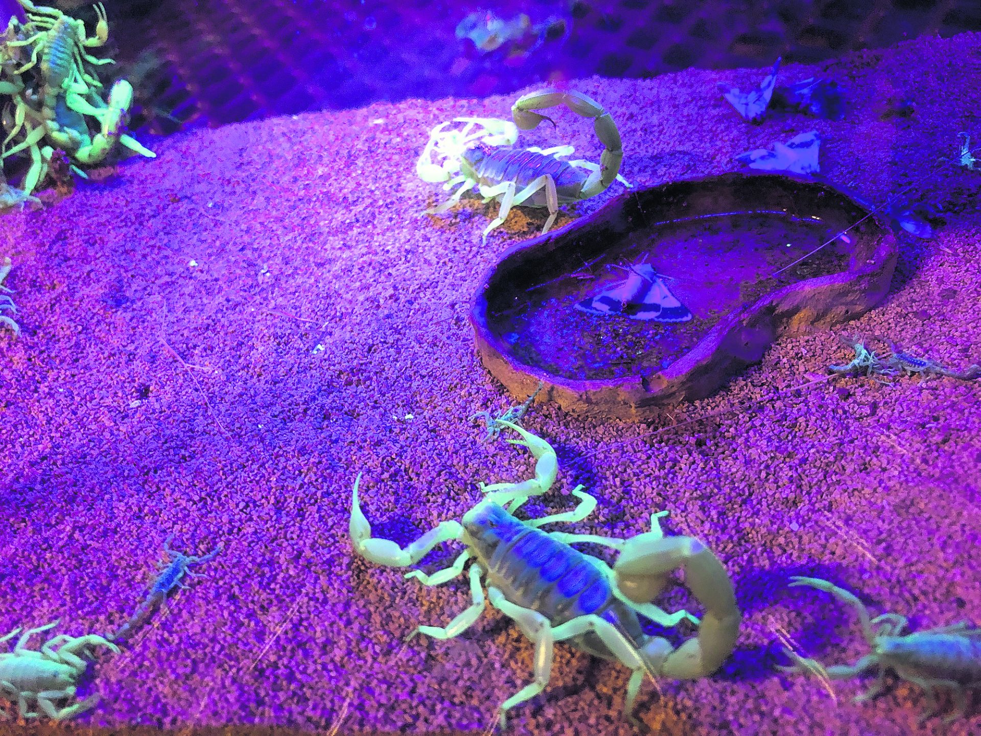 ‘I’ve got one!’ Hunting neon scorpions in the Arizona desert – Aruba Today
