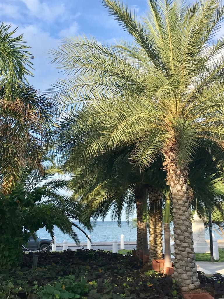 Urban Chic in Tropical Beach Décor: Coral Shell Condominiums is made ...