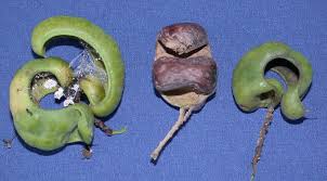 Episode XLII: The Watapana tree – Aruba Today