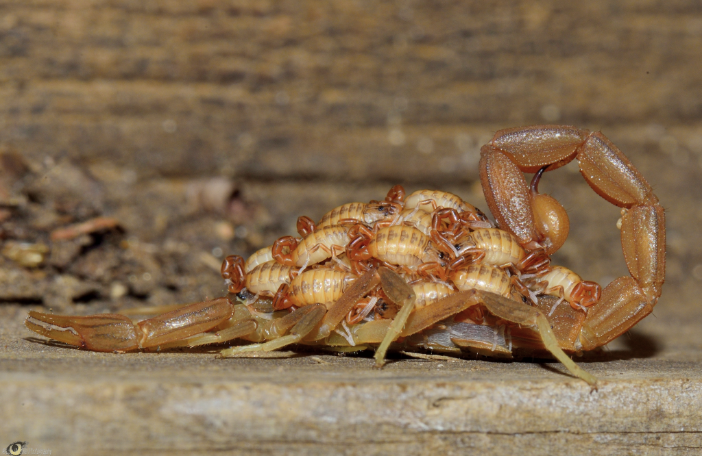 First Survey of Arachnids (such as spiders and scorpions) on ABC ...