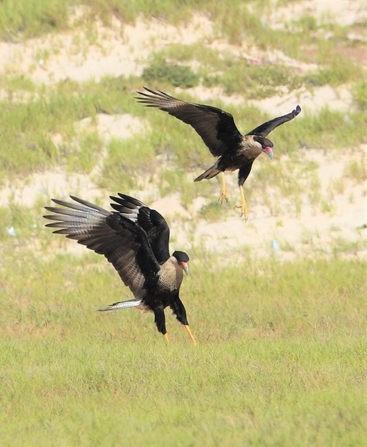 Gracious birds on Aruba – Aruba Today