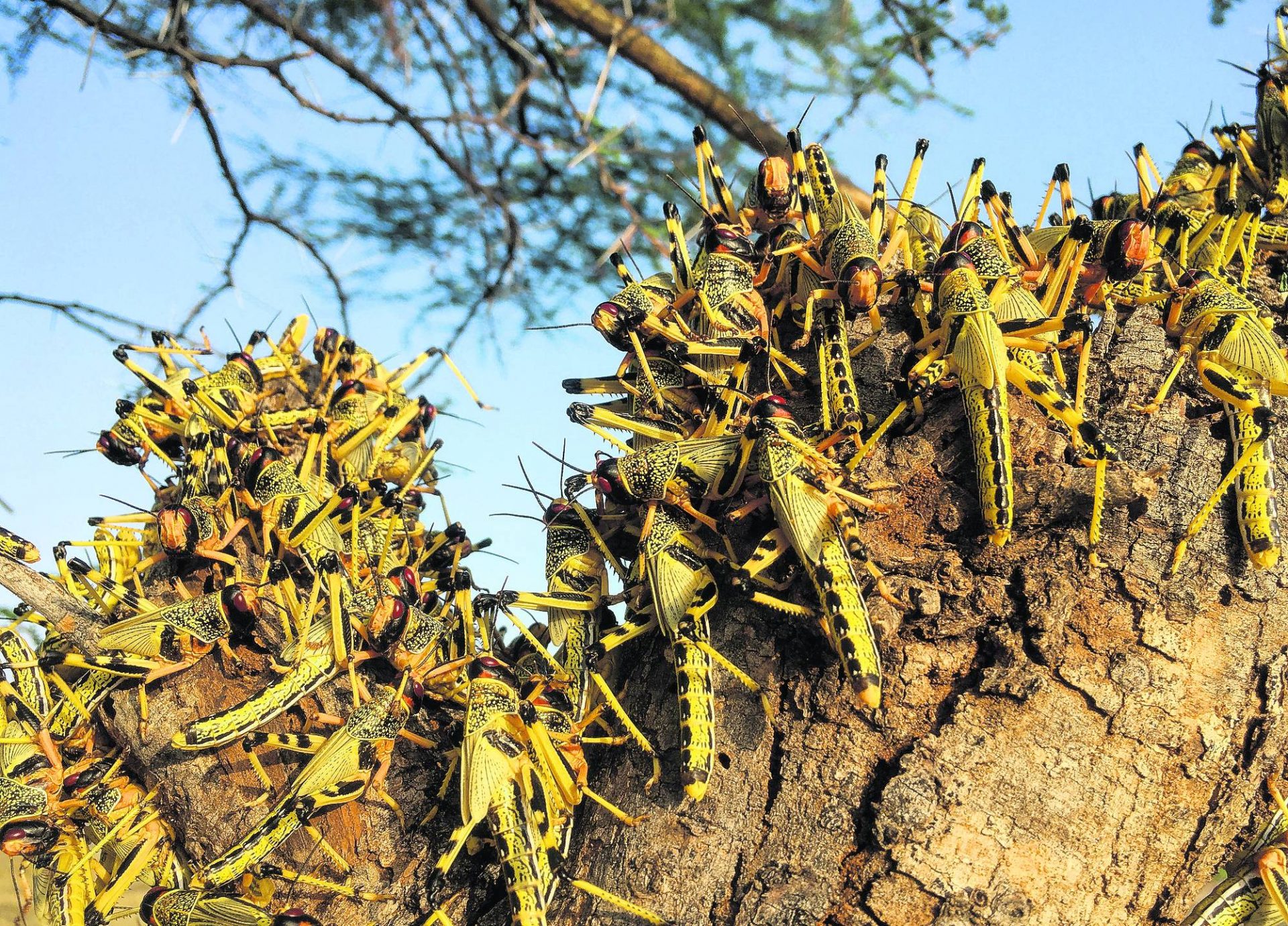 Crunch, crunch: Africa’s locust outbreak is far from over – Aruba Today