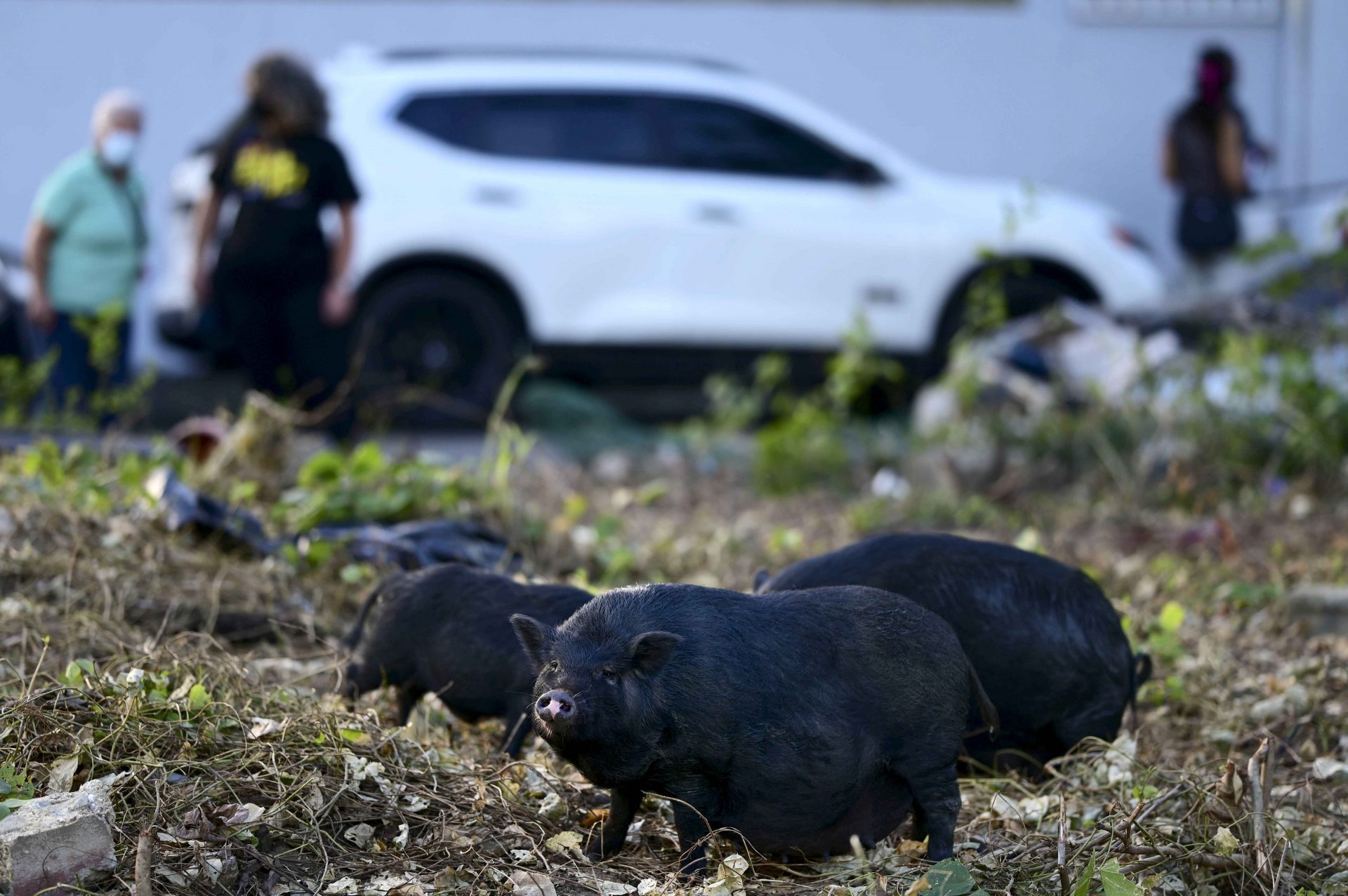 Feral pigs flummox Puerto Rico, infiltrate communities – Aruba Today