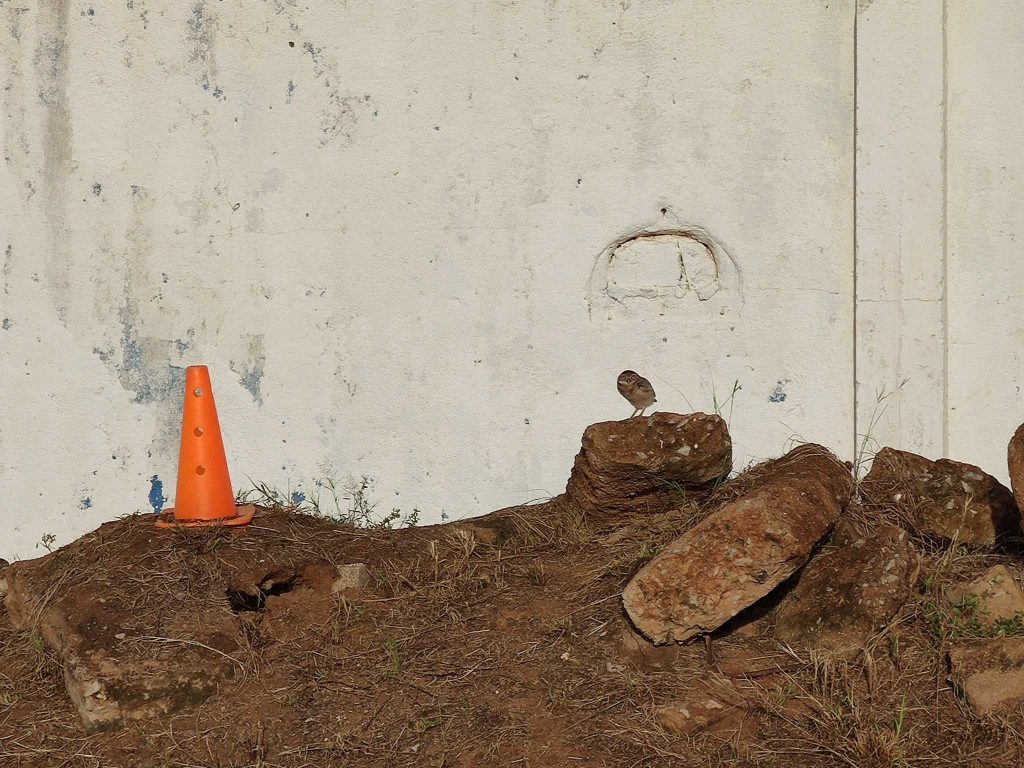 Aruba’s burrowing owl or Shoco – Aruba Today