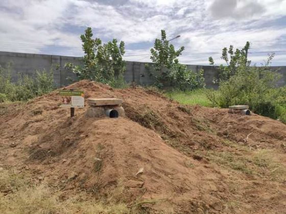 Aruba’s burrowing owl or Shoco – Aruba Today