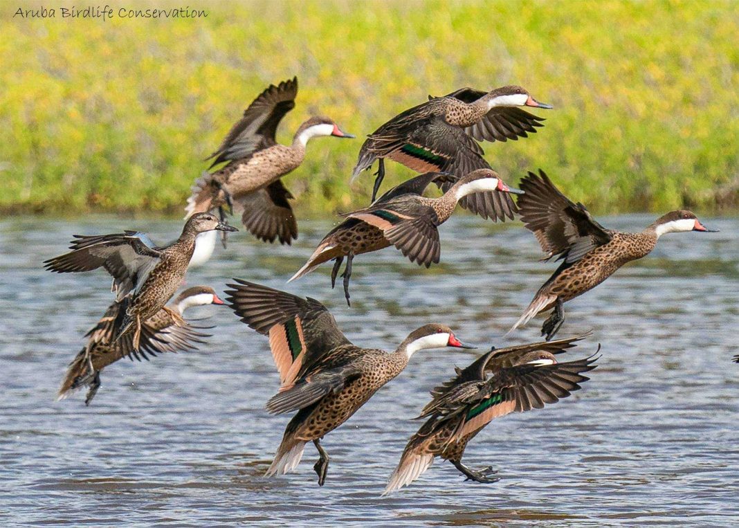 Birds of Aruba – Aruba Today