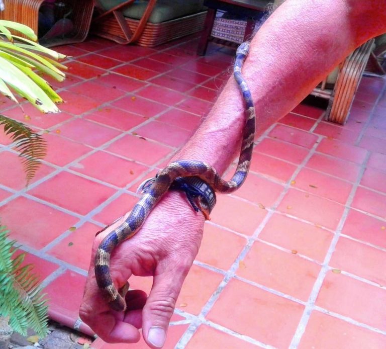 Episode 141: Island`s Native Snakes – Aruba Today