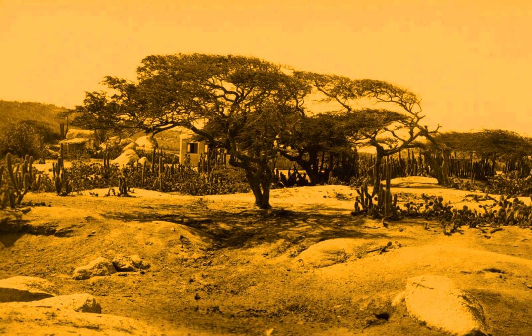 Episode CLIV- 154: The uses of the Watapana tree – Aruba Today