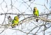 Aruban fauna: The Prikichi – Aruba Today