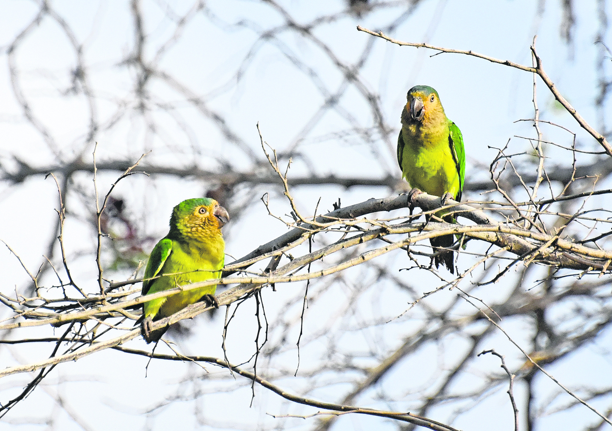 Aruban fauna: The Prikichi – Aruba Today