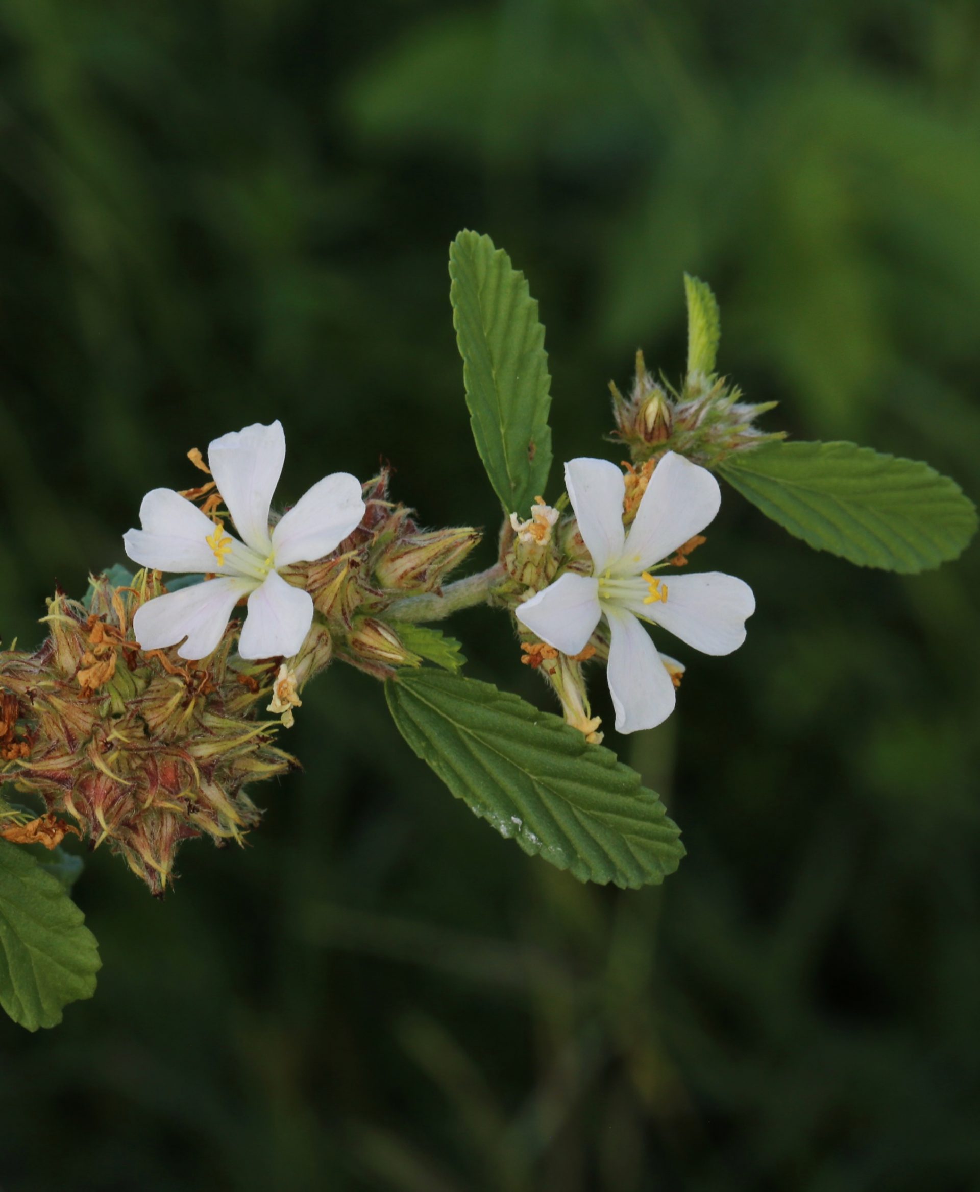 More than 20 new plant species discovered in Aruba – Aruba Today