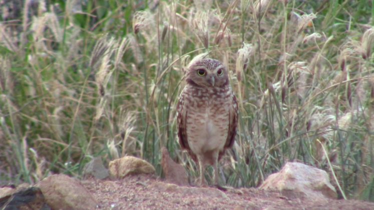 Unique fauna of Aruba – Aruba Today