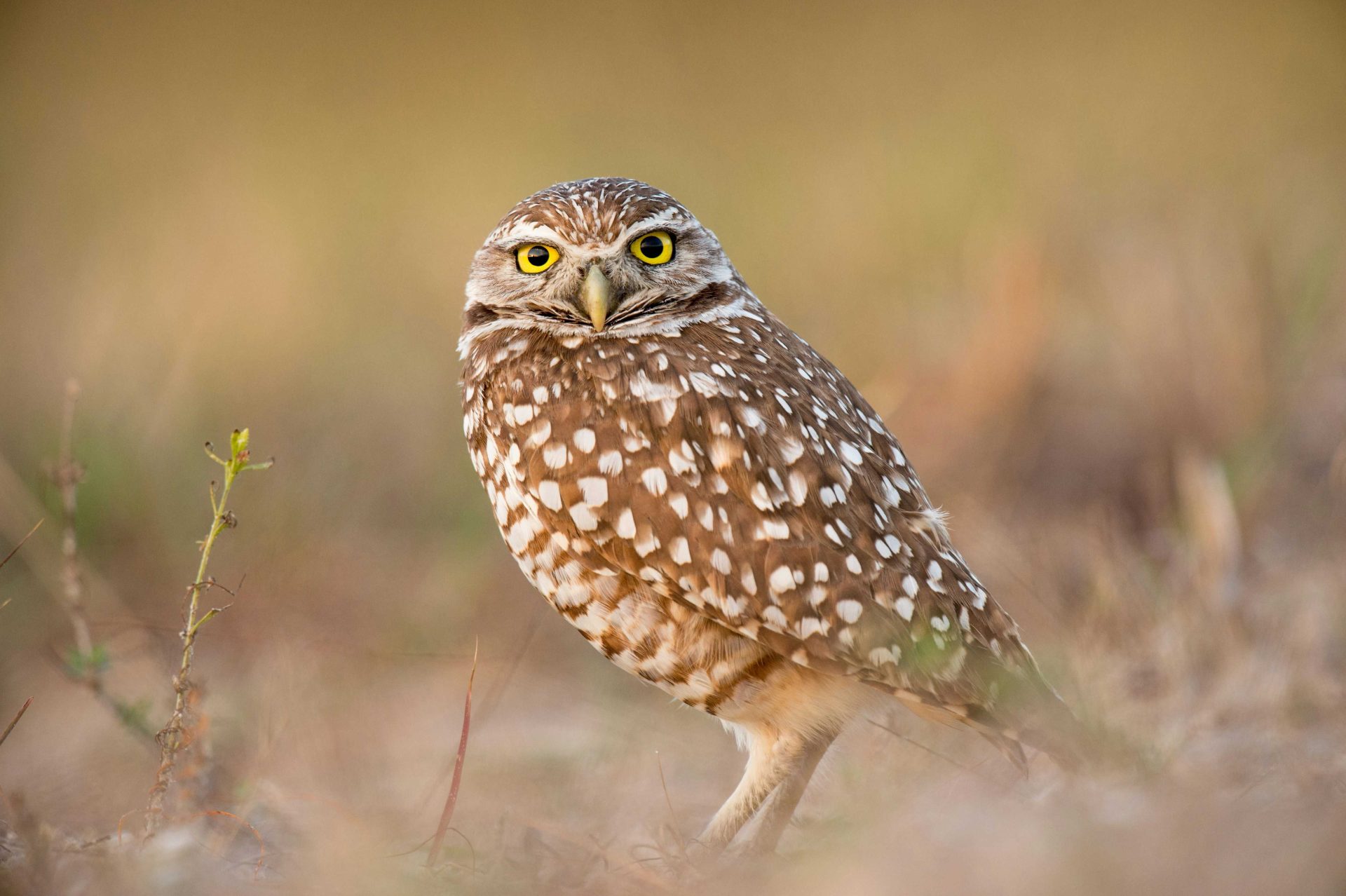 Unique fauna of Aruba – Aruba Today