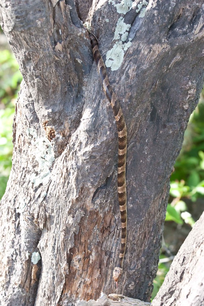 Snakes you may encounter on Aruba – Aruba Today