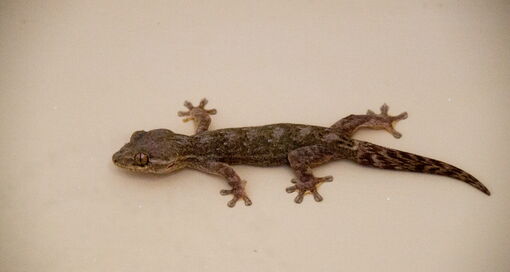 Sun catchers: The different lizards in Aruba – Aruba Today