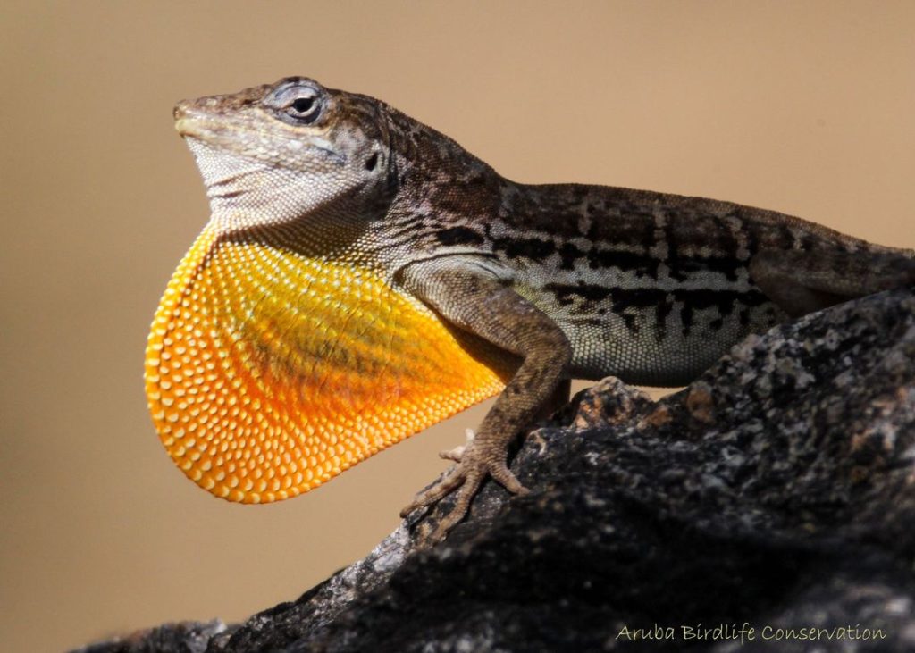 Sun catchers: The different lizards in Aruba – Aruba Today