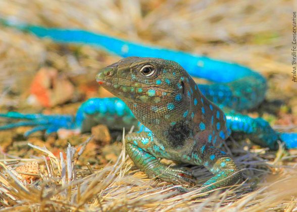 Sun catchers: The different lizards in Aruba – Aruba Today