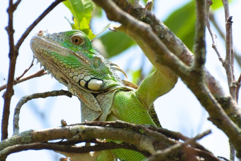 Sun catchers: The different lizards in Aruba – Aruba Today