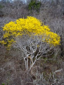 The legend of the Kibrahacha tree – Aruba Today