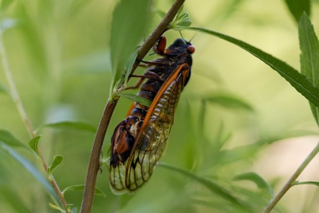 Collecting Sex Crazed Zombie Cicadas On Speed Scientists Track A Bug 2691