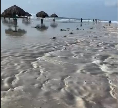 Baby Beach Registers Effects of Hurricane Beryl – Aruba Today