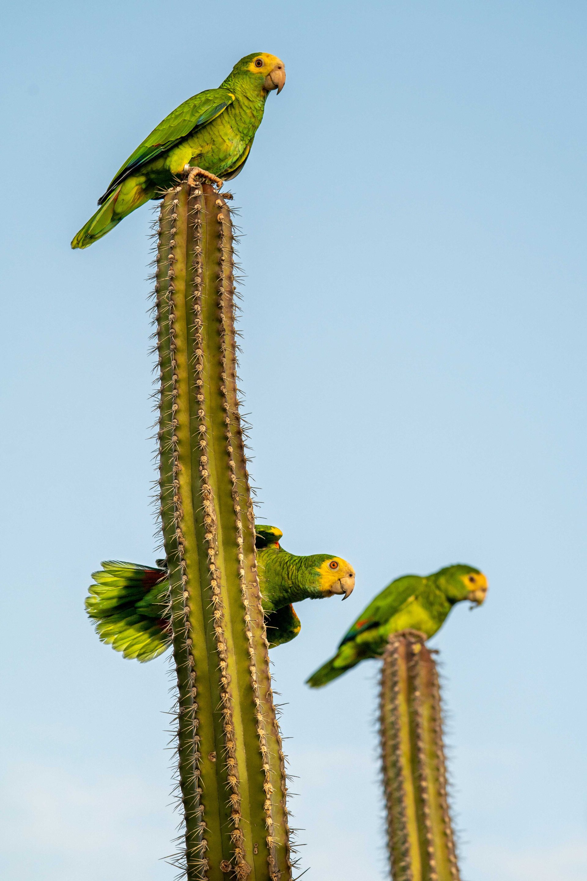 Aruba Conservation Foundation to host information night about the ‘Lora ...