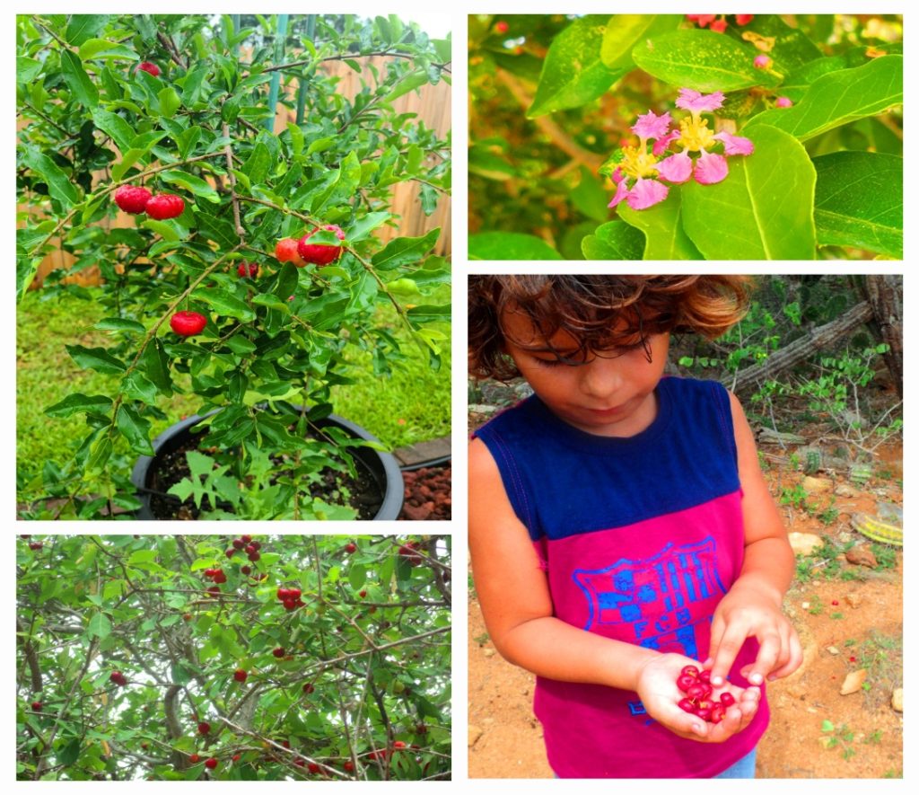Episode CCCVIII-308: SHIMARUCU (Malpighia emarginata) – Aruba Today
