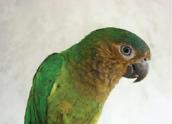 Aruban fauna: The Prikichi – Aruba Today