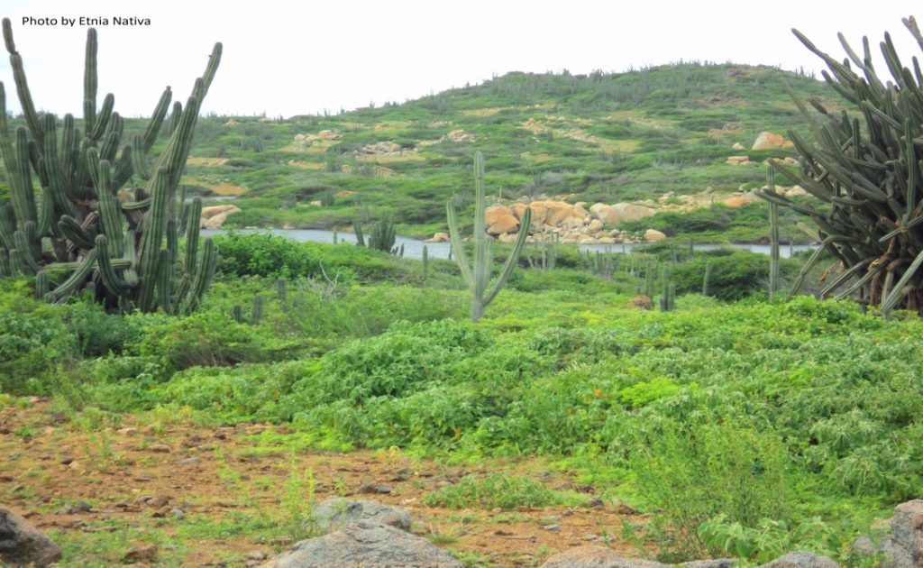 Episode CCCXXVI-326: Rooted in Aruba: Flora, Identity, and the Call to ...