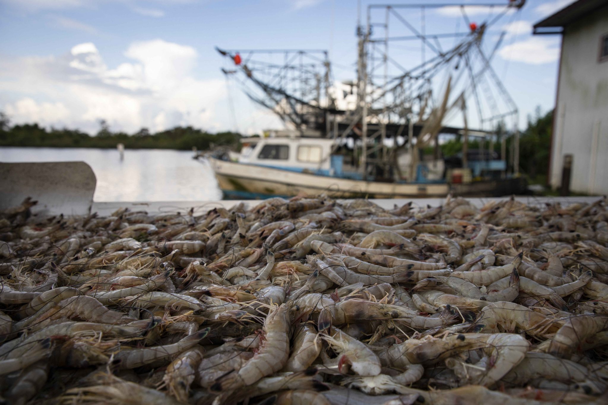The Great Pacific Rebound: California’s groundfish return to abundance ...