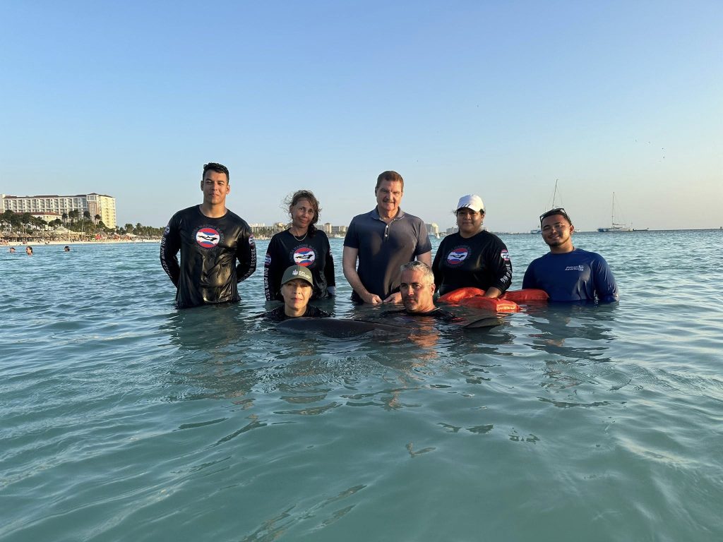 AMMF with update on recovering dolphin ‘Charlie’ – Aruba Today